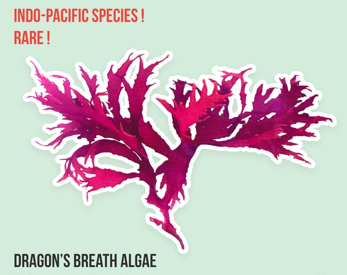 LIVE | Dragon’s Breath | Halymenia Durvillei | Macro Algae/macroalgae ...