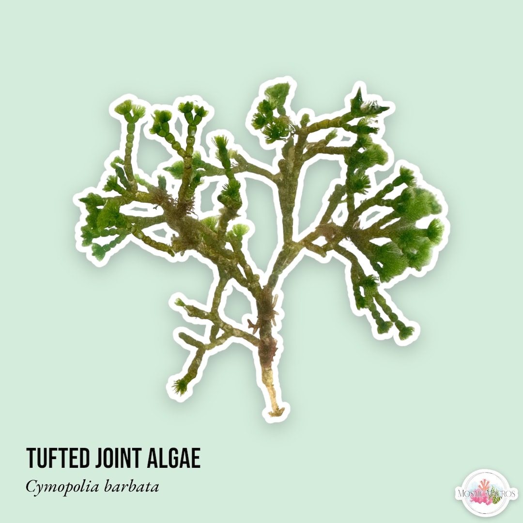 Jointed Tuft Algae | Cymopolia Barbata | Macro Algae/macroalgae Coral ...