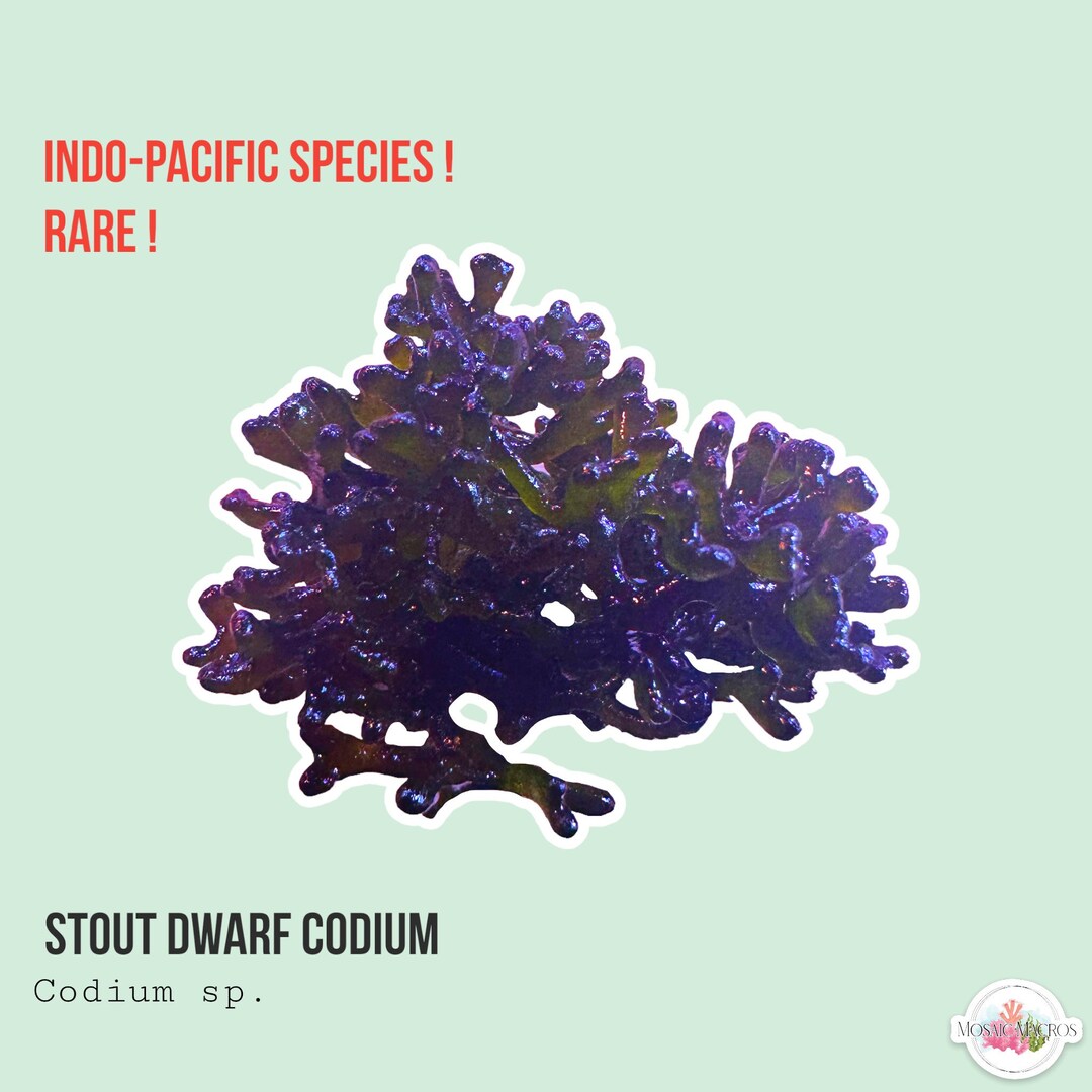 Stout Dwarf Codium Codium Sp. Macro Algae/macroalgae Coral for Saltwater Reef Tank/refugium ...