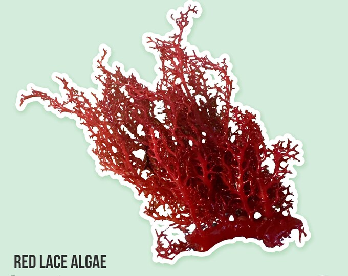 LIVE | Red Lace Algae | Portieria Sp. | Marine Macro Algae Macroalgae ...