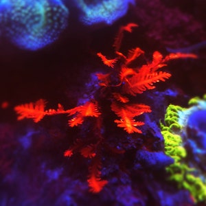 LIVE Red Fern Algae Haliptilon Sp. Macro Algae/macroalgae Coral for ...