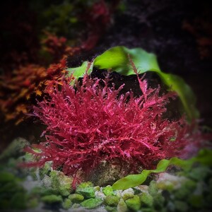 LIVE Pink Feather Algae Cryptonemia Sp. Macro Algae/macroalgae Coral ...