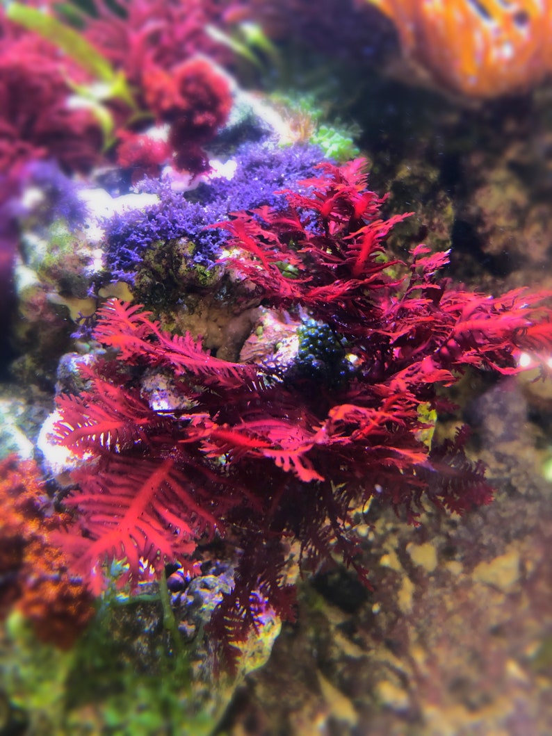 LIVE Red Fern Algae Haliptilon Sp. Macro Algae/macroalgae Coral for ...
