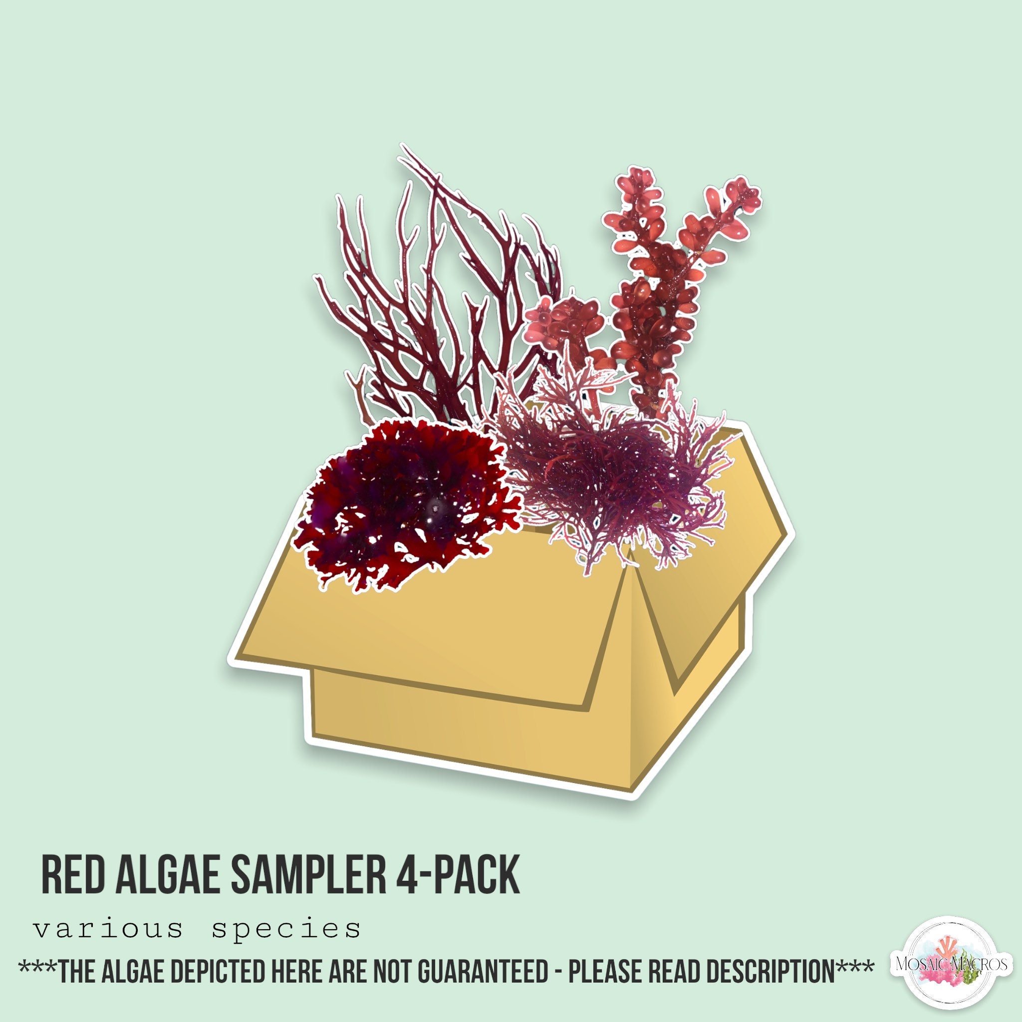 Red Algae Aquarium