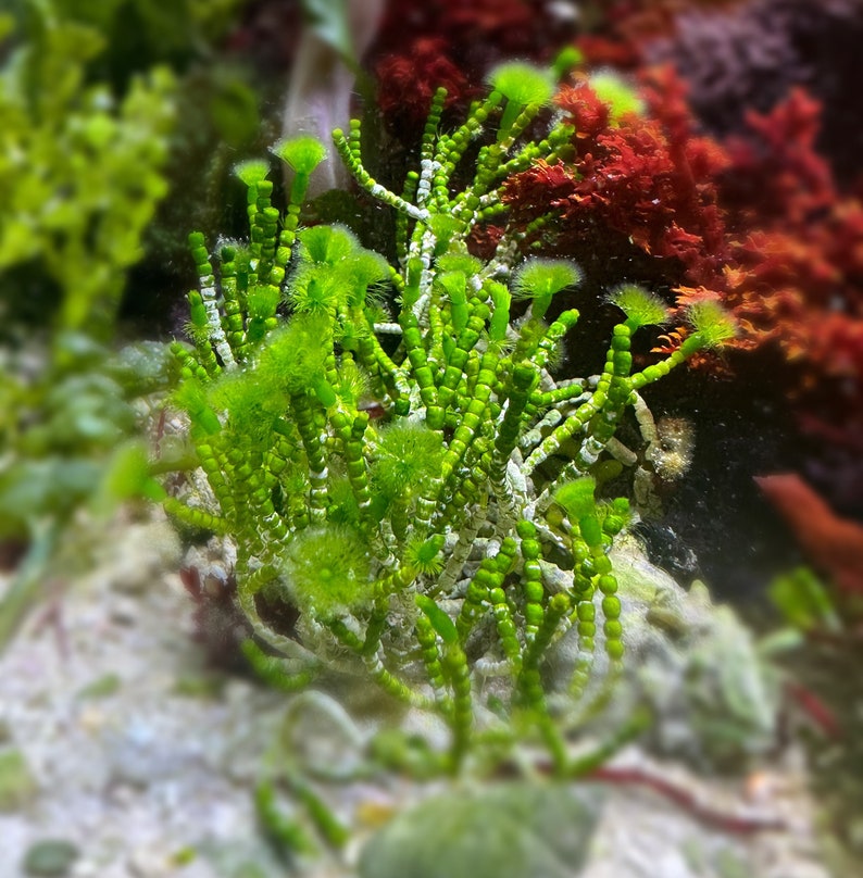 Jointed Tuft Algae Cymopolia Barbata Macro - Etsy