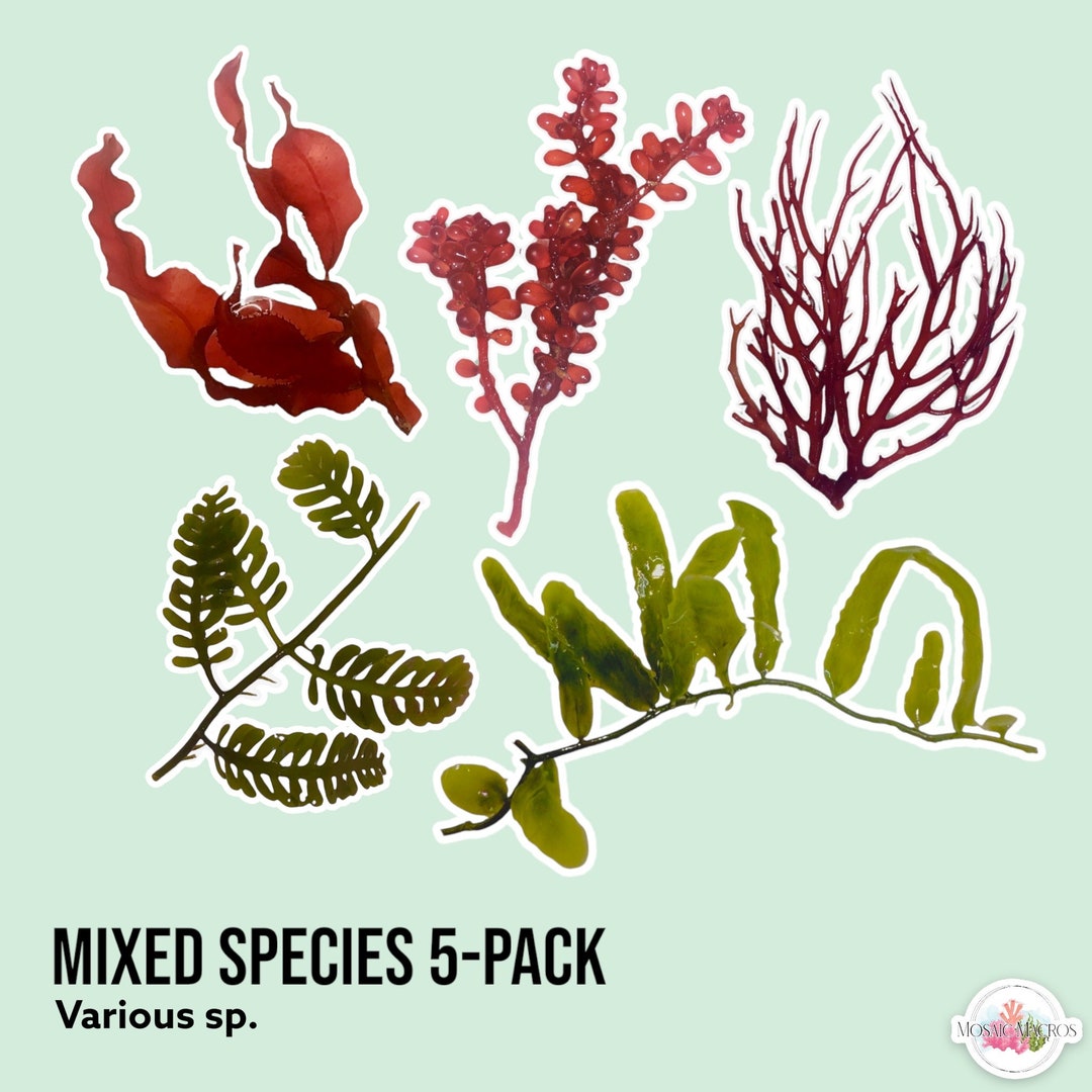 LIVE | 5-pack Macro Algae Sampler | Macro Algae/macroalgae Coral for ...