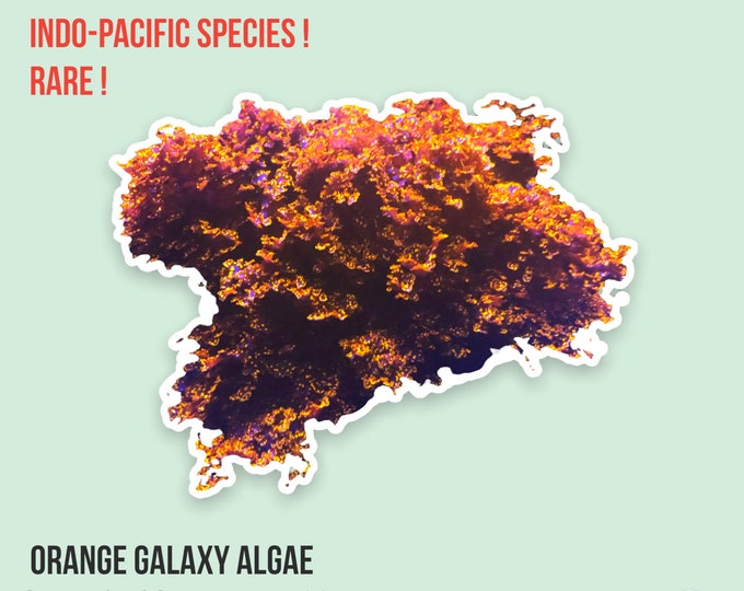 LIVE Orange Galaxy Algae Augophyllum Wysorii Macro Algae/macroalgae ...