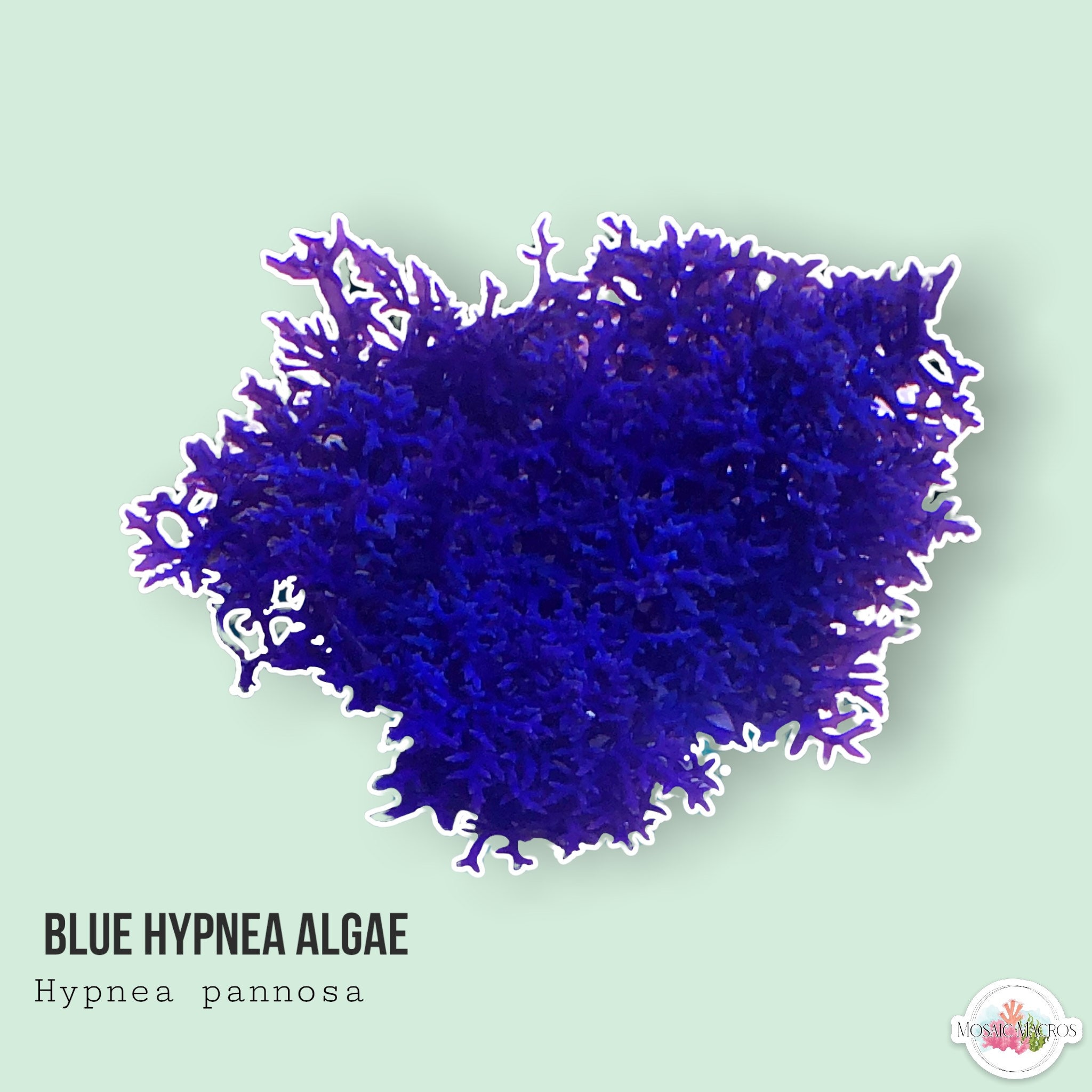 LIVE Blue Hypnea Hypnea Pannosa Macro Algae/macroalgae - Etsy