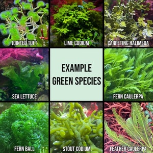 LIVE | 10-pack Macro Algae Sampler | Macro Algae/macroalgae Coral for ...