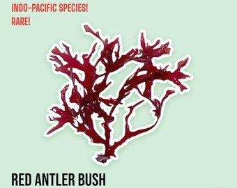 LIVE 10-pack Macro Algae Sampler Macro Algae/macroalgae - Etsy