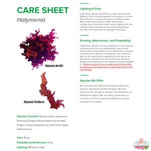 LIVE Pink Feather Algae Cryptonemia Sp. Macro Algae/macroalgae Coral ...