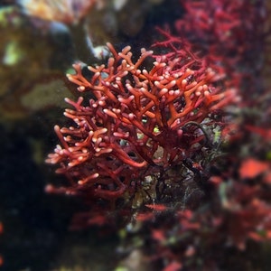 LIVE Branching Hex Algae Rhodopeltis Sp. Macro Algae/macroalgae Coral ...