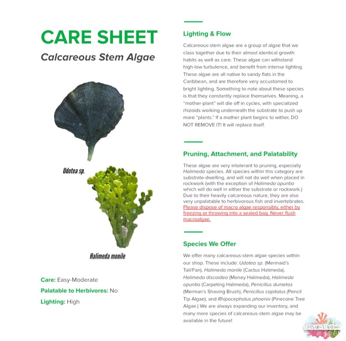 LIVE Mermaids Tail/fan Algae Udotea Sp. Macro Algae/macroalgae Coral ...