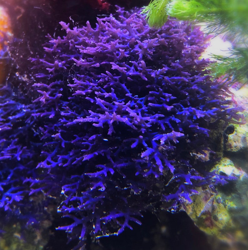 LIVE Blue Hypnea Hypnea Pannosa Macro Algae/macroalgae - Etsy