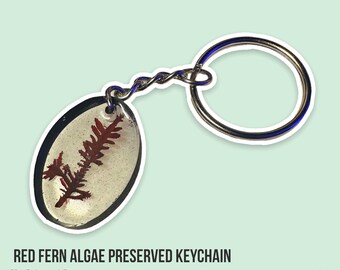 LIVE Red Fern Algae Haliptilon Sp. Macro - Etsy