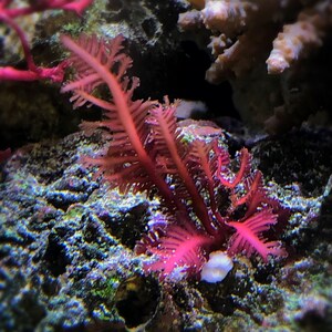 LIVE Red Fern Algae Haliptilon Sp. Macro Algae/macroalgae Coral for ...