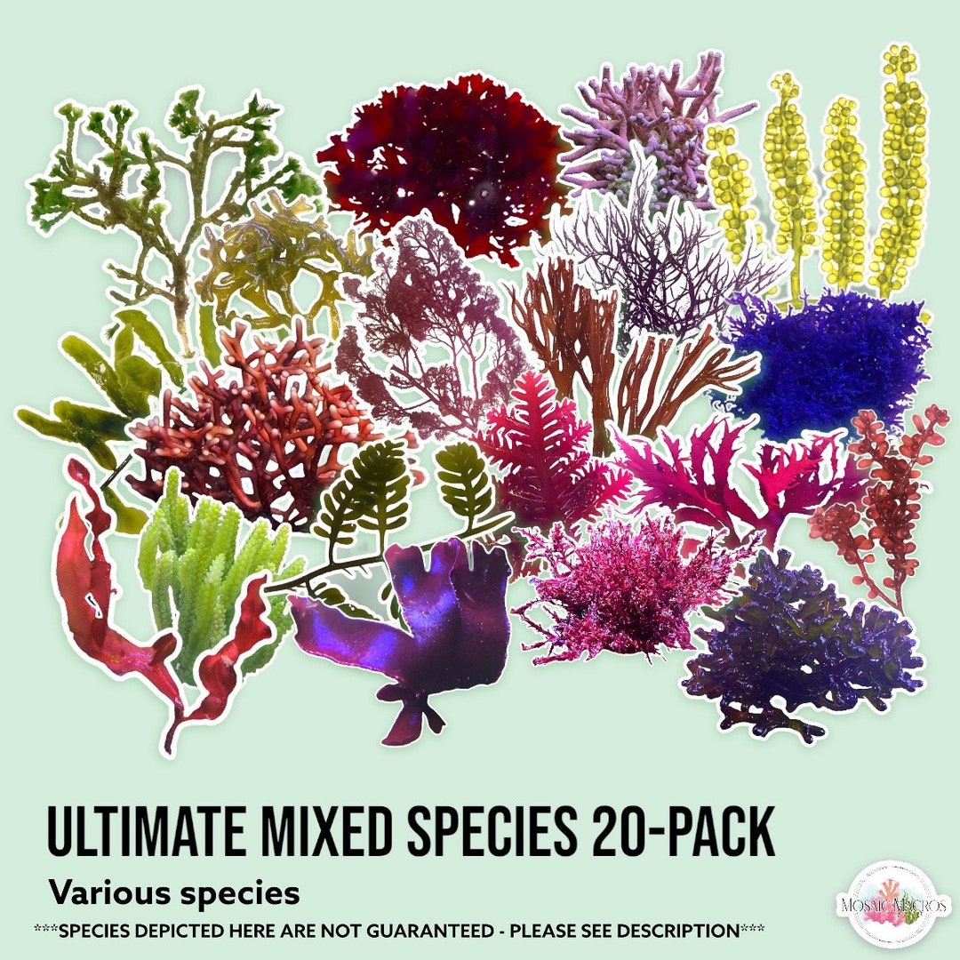 LIVE | 20-pack Ultimate Mixed Species | Various Species | Macro Algae ...