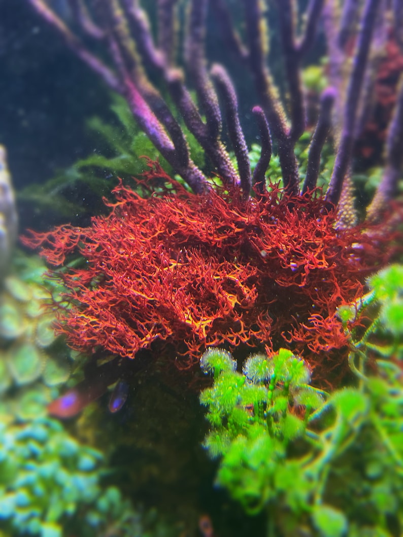 LIVE Red Lace Algae Portieria Sp. Marine Macro Algae - Etsy