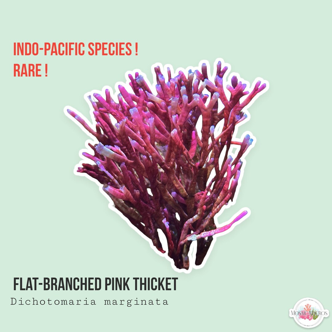 LIVE Flat-branched Pink Thicket Dichotomaria Marginata Macro Algae ...