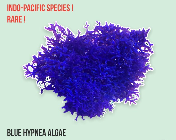 LIVE | Blue Hypnea | Hypnea Pannosa | Macro Algae/macroalgae Coral for ...