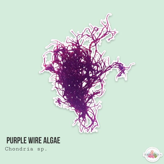 LIVE Purple Wire Algae Chondria Sp. Macro - Etsy