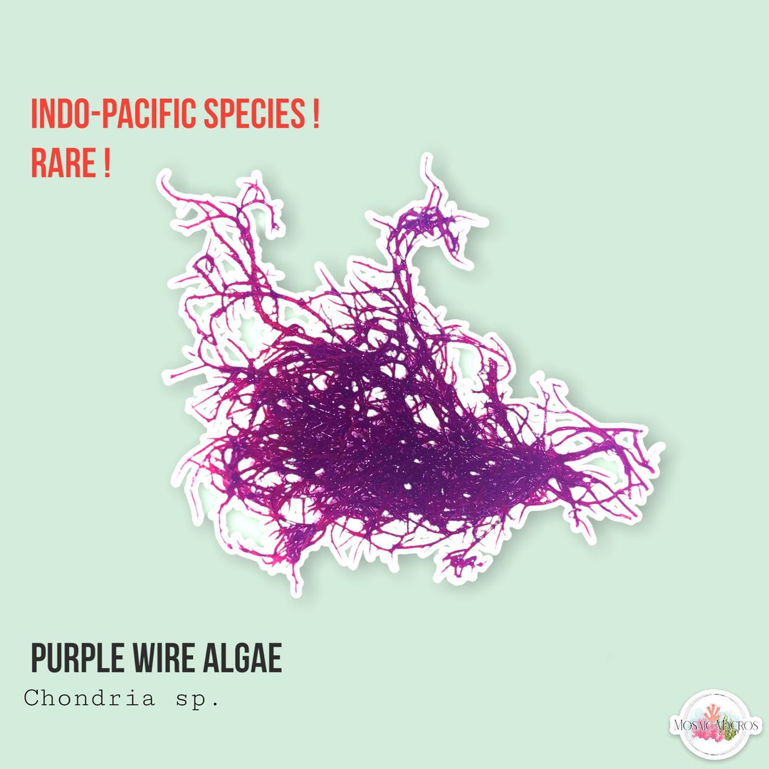 LIVE Purple Wire Algae Chondria Sp. Macro - Etsy