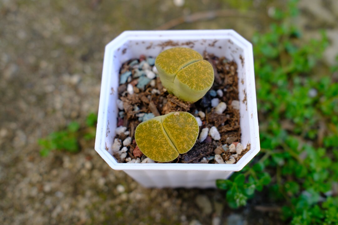 Huge Colorful Big Pulp Succulent Lithops Salicola Living Rare Succulent ...
