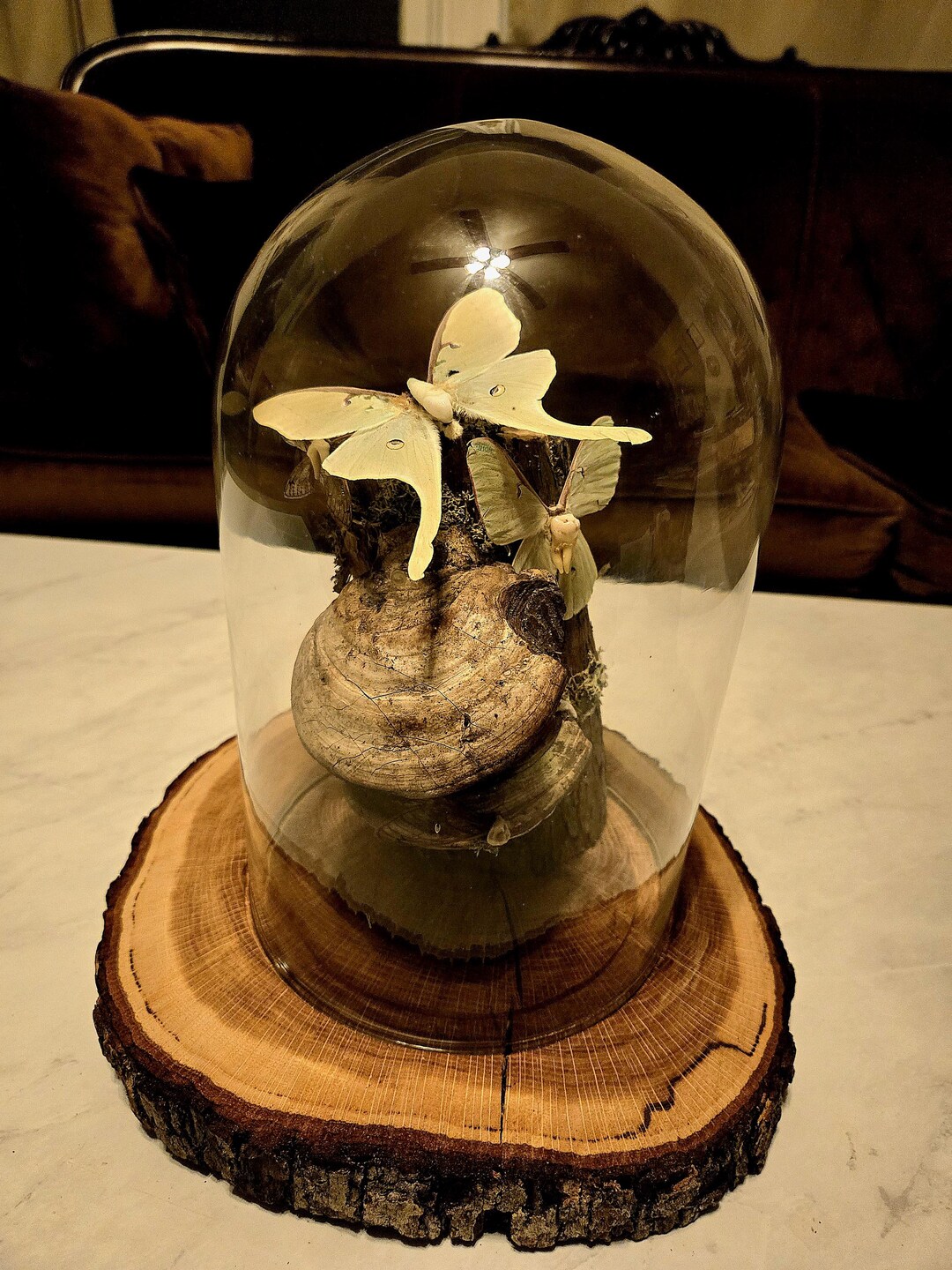 Tooth Fairies - Glass Dome Taxidermy - Etsy