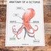 Anatomy of a Octopus Printable // Ocean Exploration // Ocean Busy Book ...