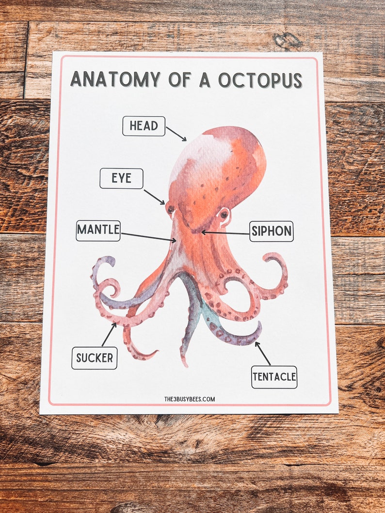 Anatomy of a Octopus Printable // Ocean Exploration // Ocean Busy Book ...
