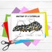 Anatomy of a Caterpillar • Montessori Printable • Butterfly Study ...