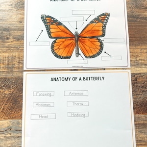 Anatomy of a Butterfly • Montessori Printable • Butterfly Study • Busy ...