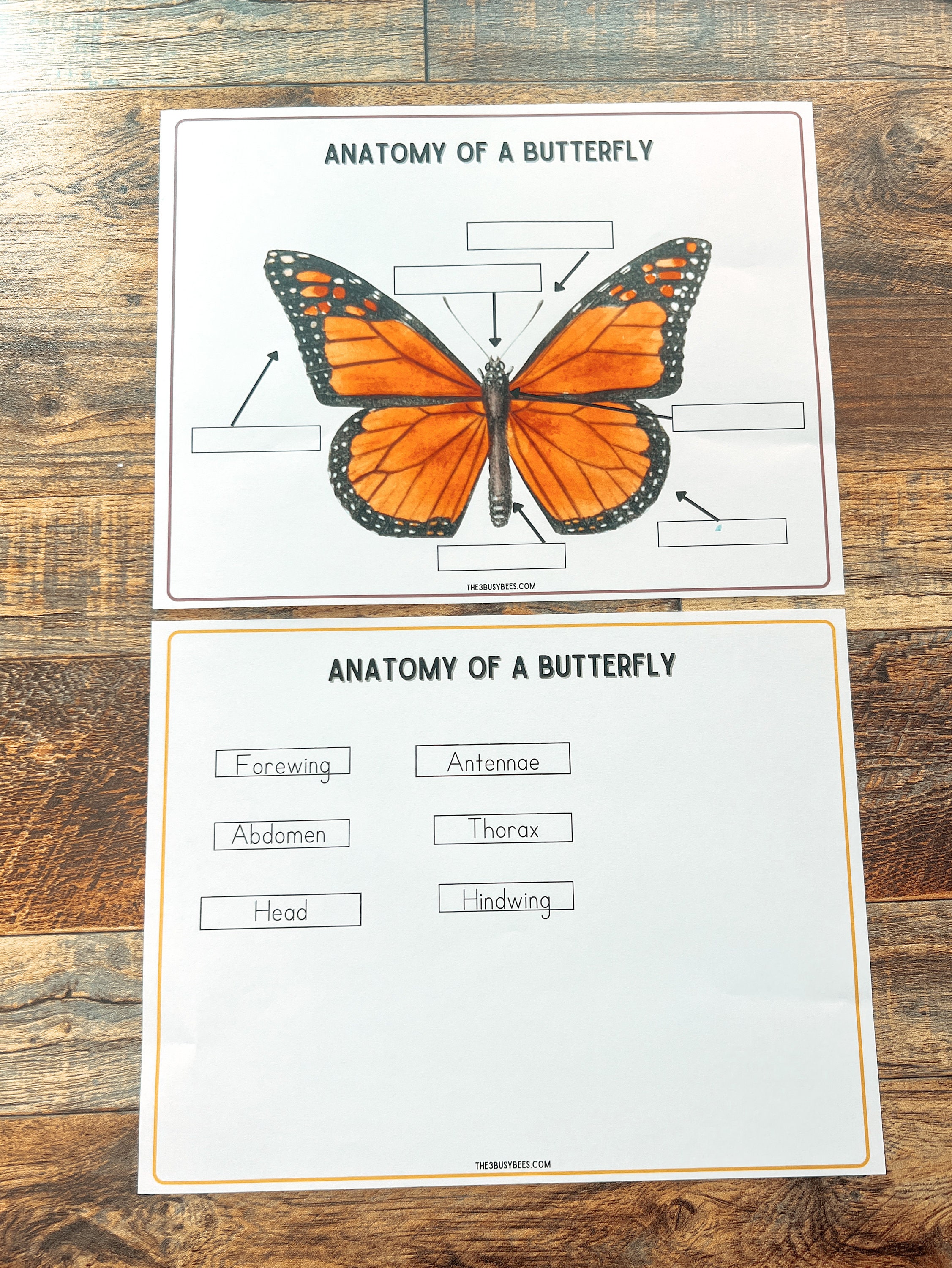 Anatomy of a Butterfly • Montessori Printable • Butterfly Study • Busy ...