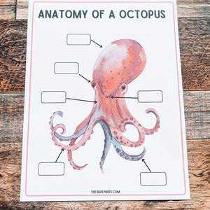 Anatomy of a Octopus Printable // Ocean Exploration // Ocean Busy Book ...