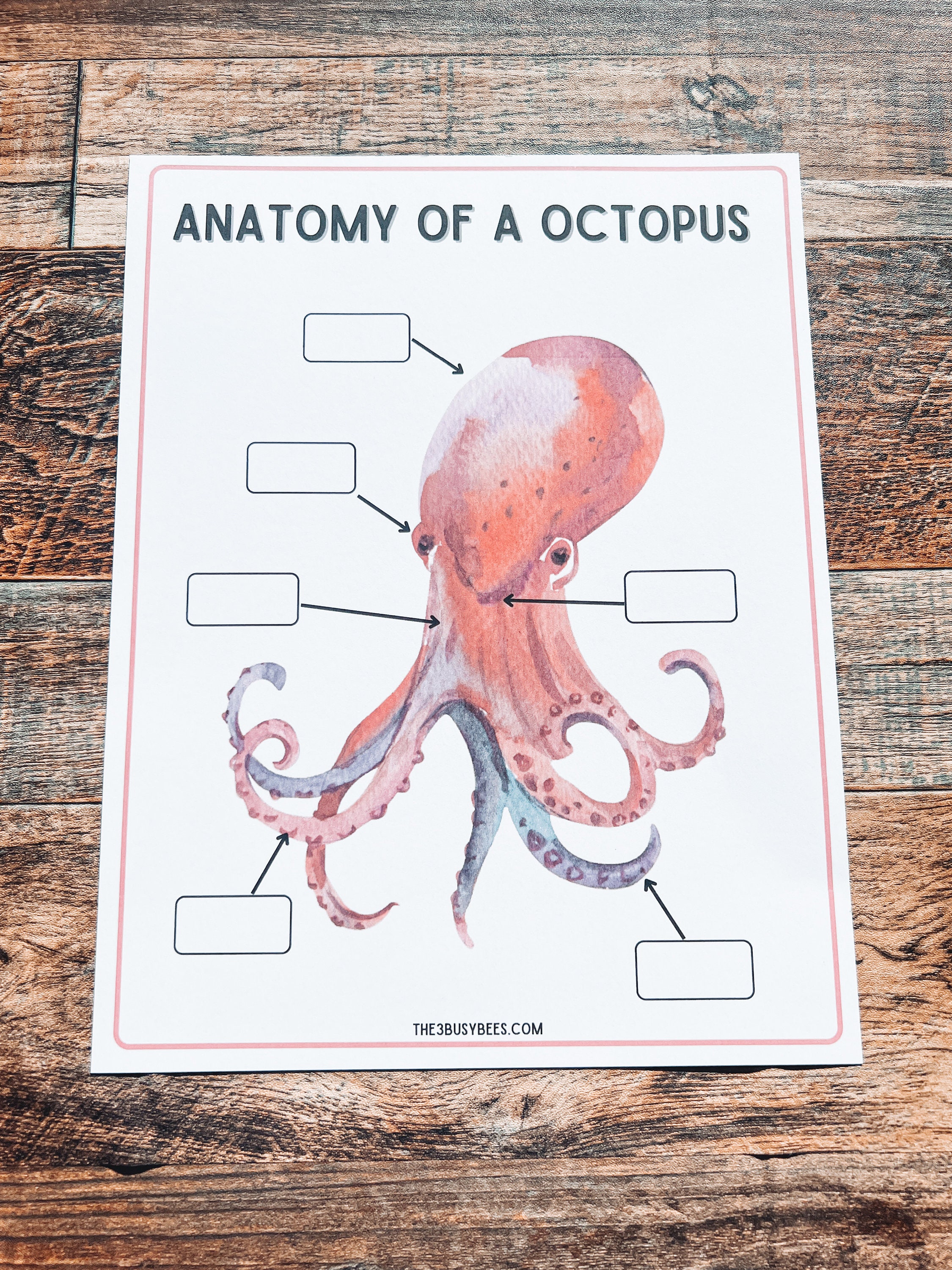 Anatomy of a Octopus Printable // Ocean Exploration // Ocean Busy Book ...