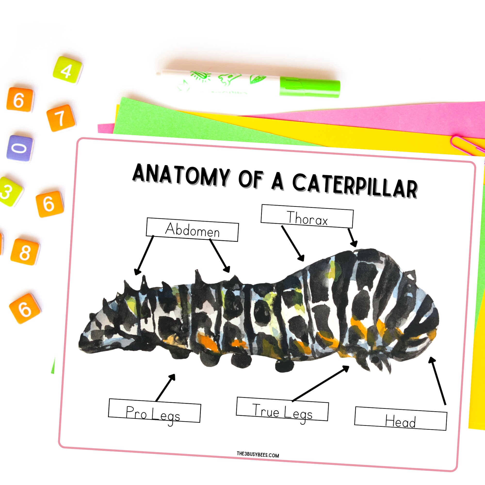 Anatomy of a Caterpillar • Montessori Printable • Butterfly Study ...