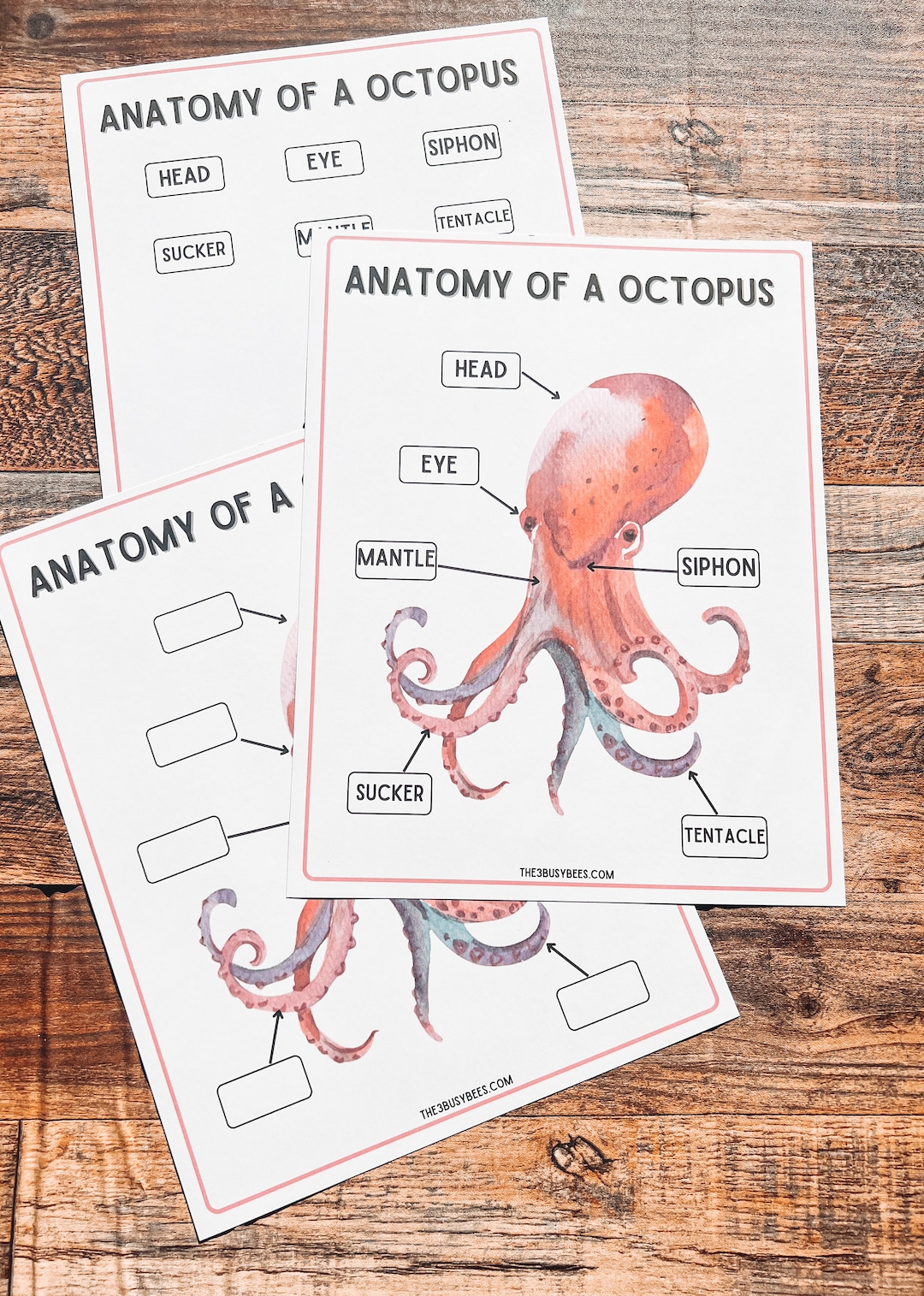 Anatomy of a Octopus Printable // Ocean Exploration // Ocean Busy Book ...