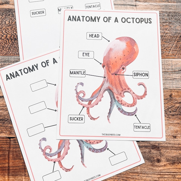 Anatomy of a Octopus - Etsy