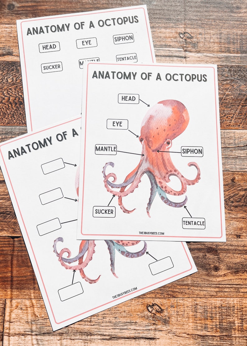 Anatomy of a Octopus Printable // Ocean Exploration // Ocean Busy Book ...