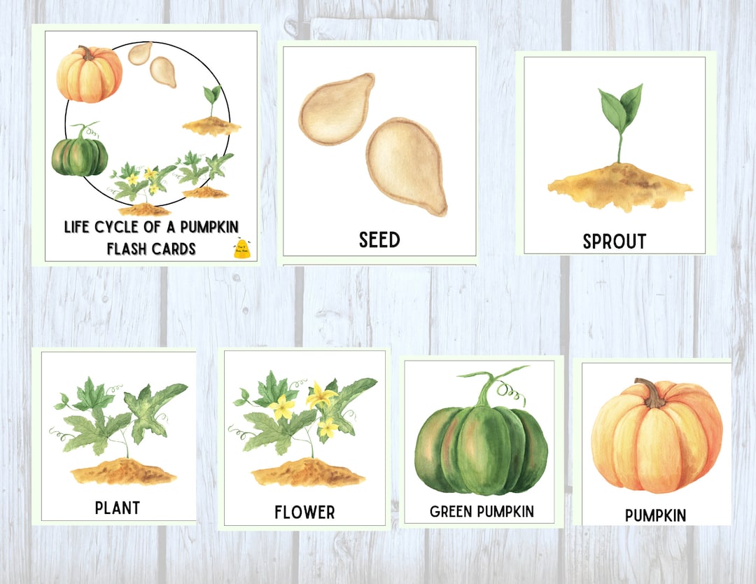 Life Cycle of a Pumpkin Flash Cards / Fall Halloween Learning - Etsy