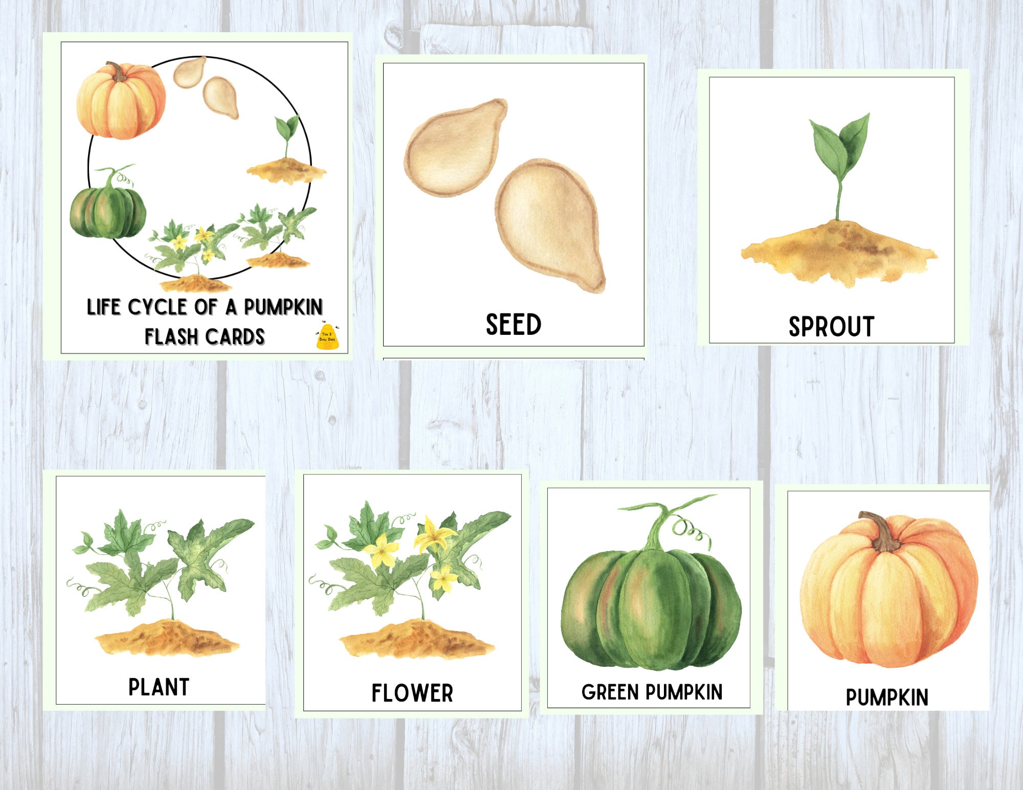 Life Cycle of a Pumpkin Flash Cards / Fall Halloween Learning - Etsy
