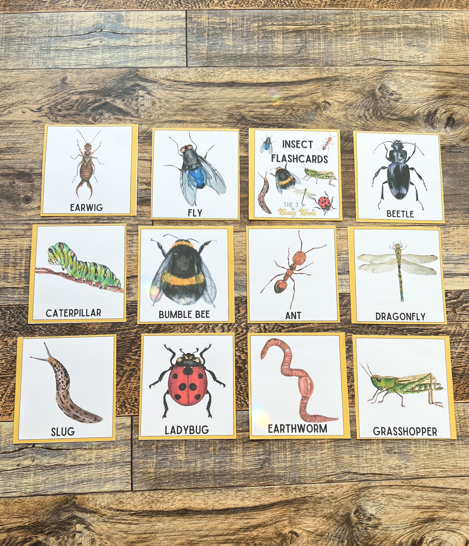 Insect Flash Cards • Montessori Printable • Educational Material • - Etsy