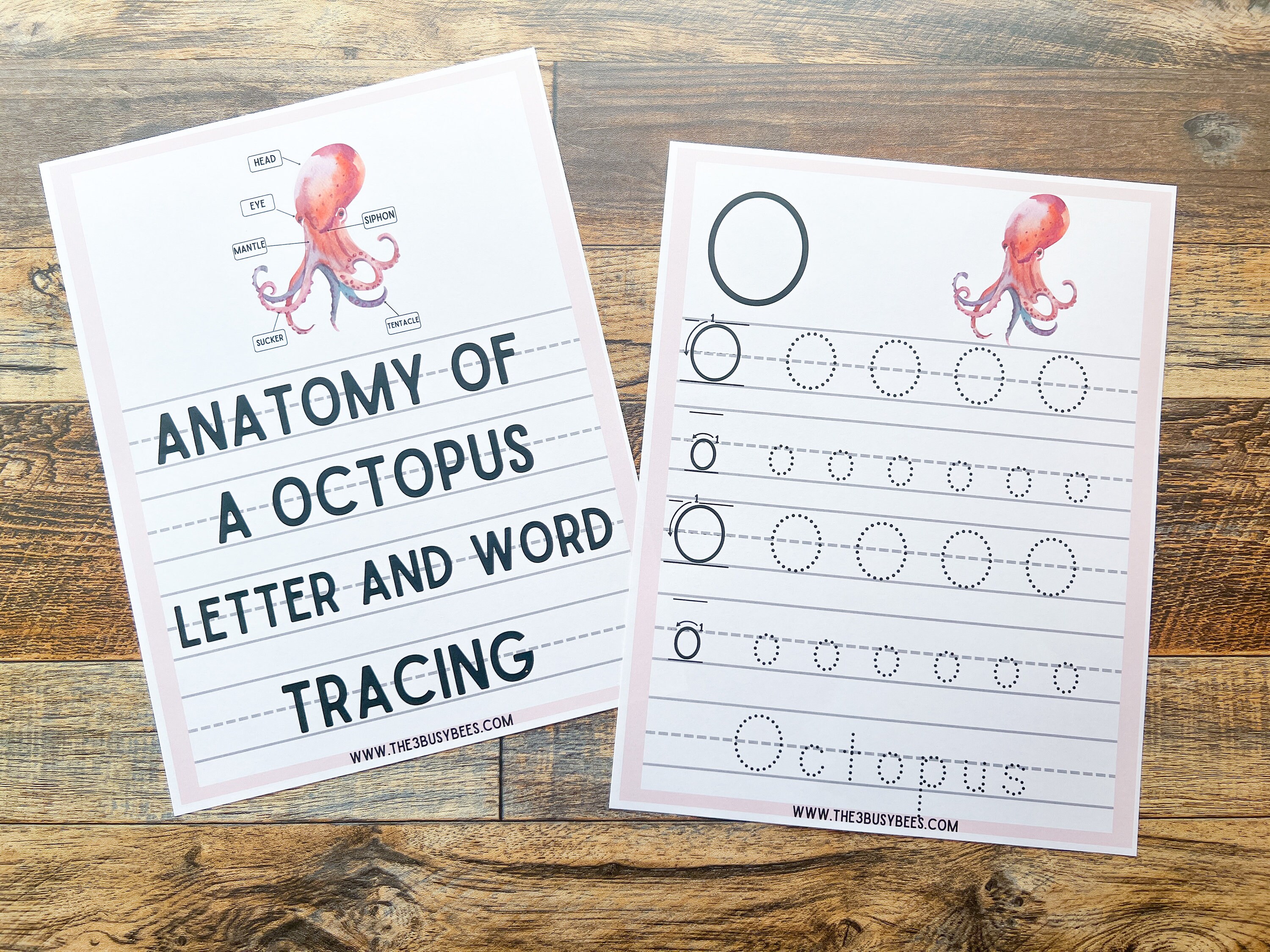 Anatomy of a Octopus Letter and Word Tracing - Etsy