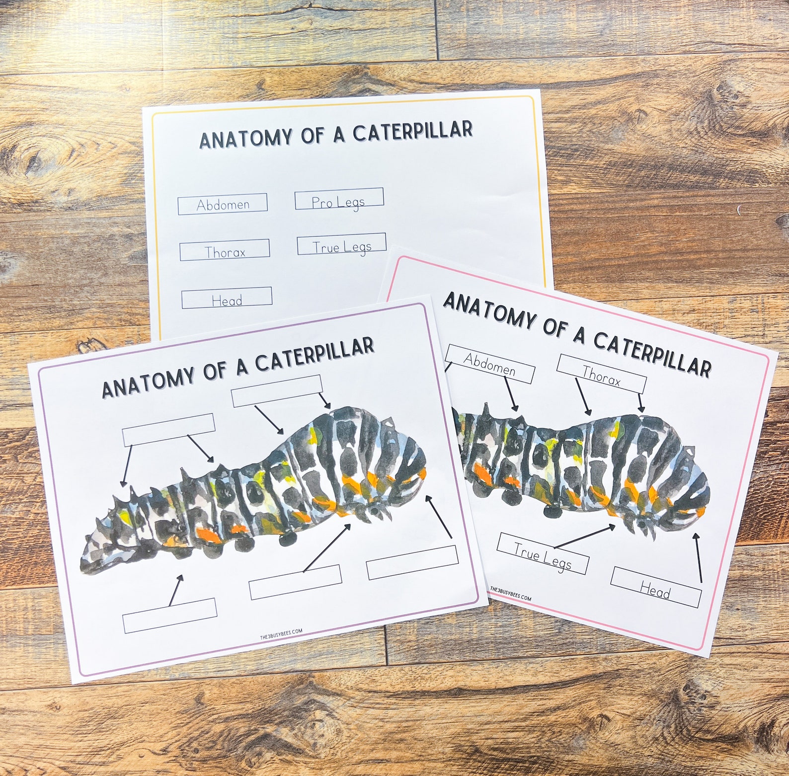 Anatomy of a Caterpillar • Montessori Printable • Butterfly Study ...