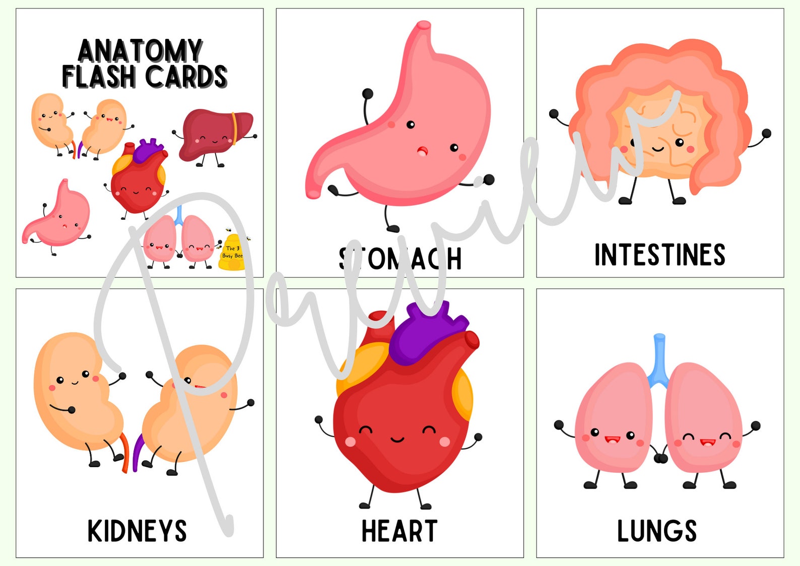 Human Anatomy Flash Cards Printable • Preschool Printable • Body Study ...