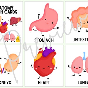 Human Anatomy Flash Cards Printable • Preschool Printable • Body Study ...