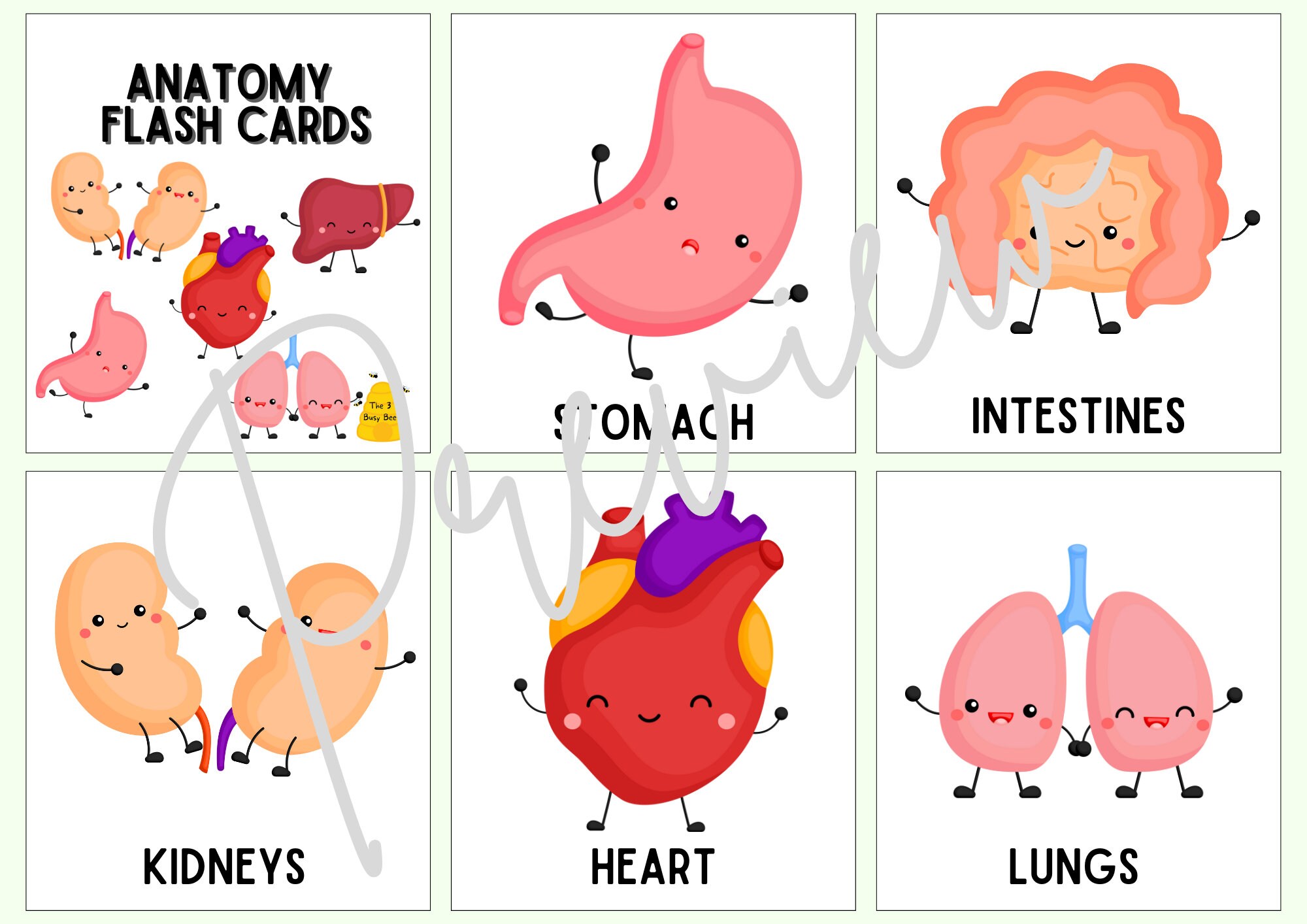 Human Anatomy Flash Cards Printable • Preschool Printable • Body Study ...