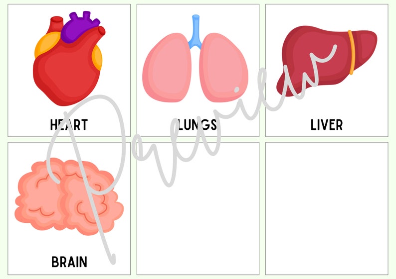 Human Anatomy Flash Cards Printable • Preschool Printable • Body Study ...