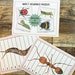 Insect Number Sequencing Puzzles • Insect Learning • Mini Beasts ...