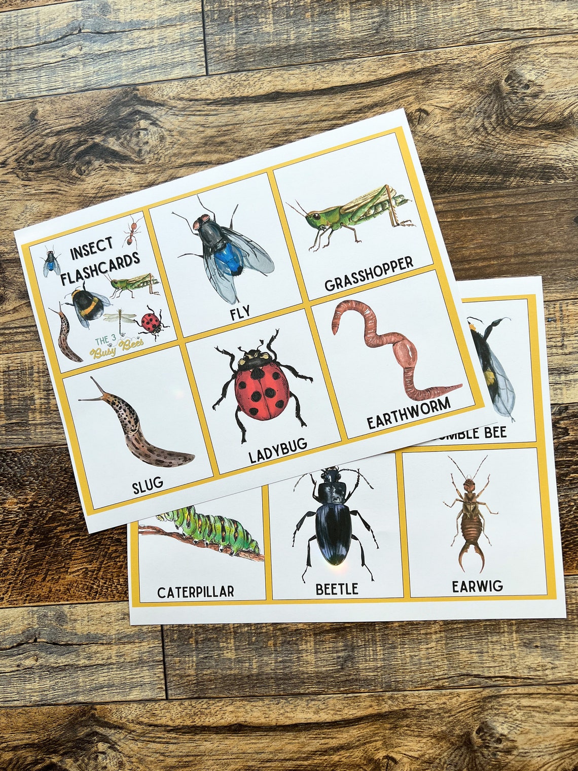 Insect Flash Cards • Montessori Printable • Educational Material • - Etsy